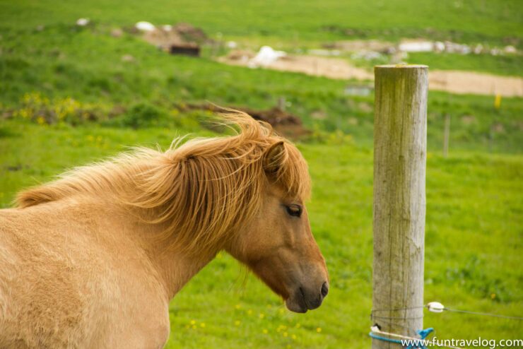 Meeting Icelandic horses with inspiring young farmers | Fun Travelog