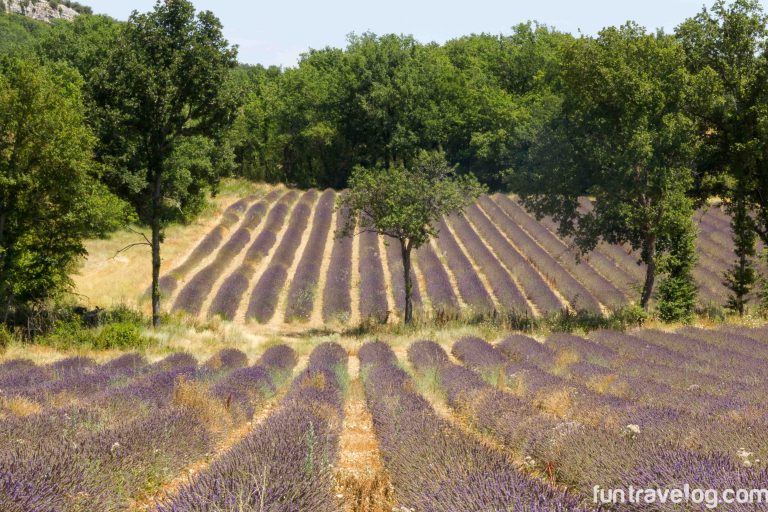 How to explore the lavender fields of Provence | Fun Travelog
