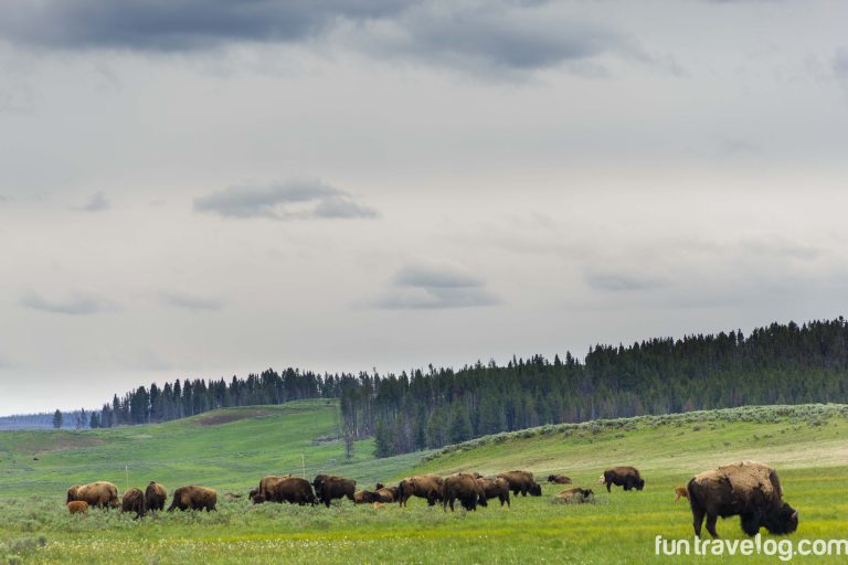 5 epic scenic drives in Yellowstone National Park | Fun Travelog
